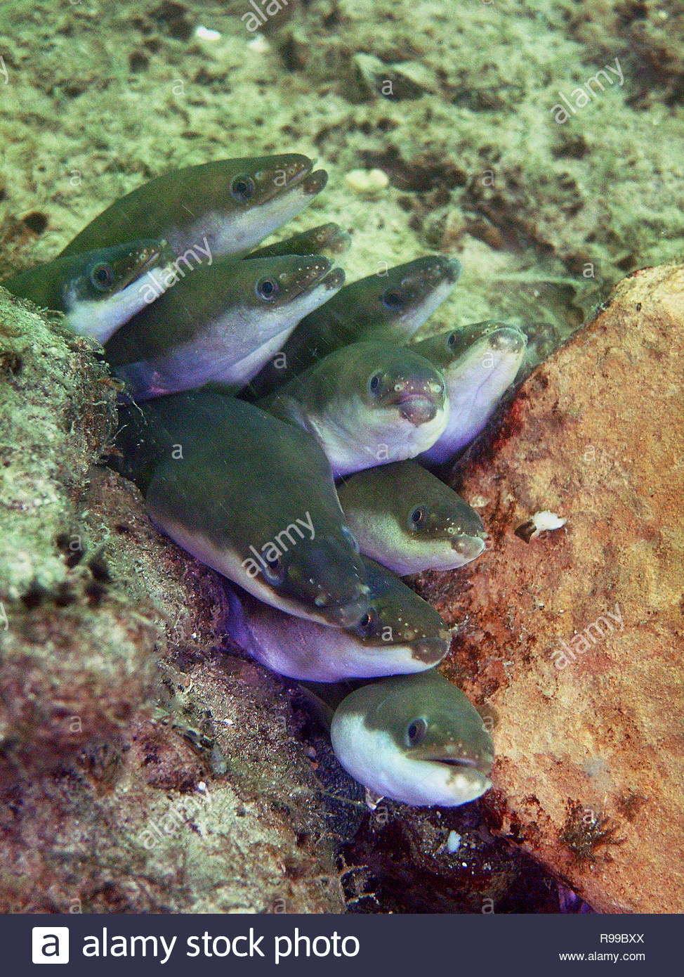 Freshwater Eel Stock Photos & Freshwater Eel Stock Images - Alamy