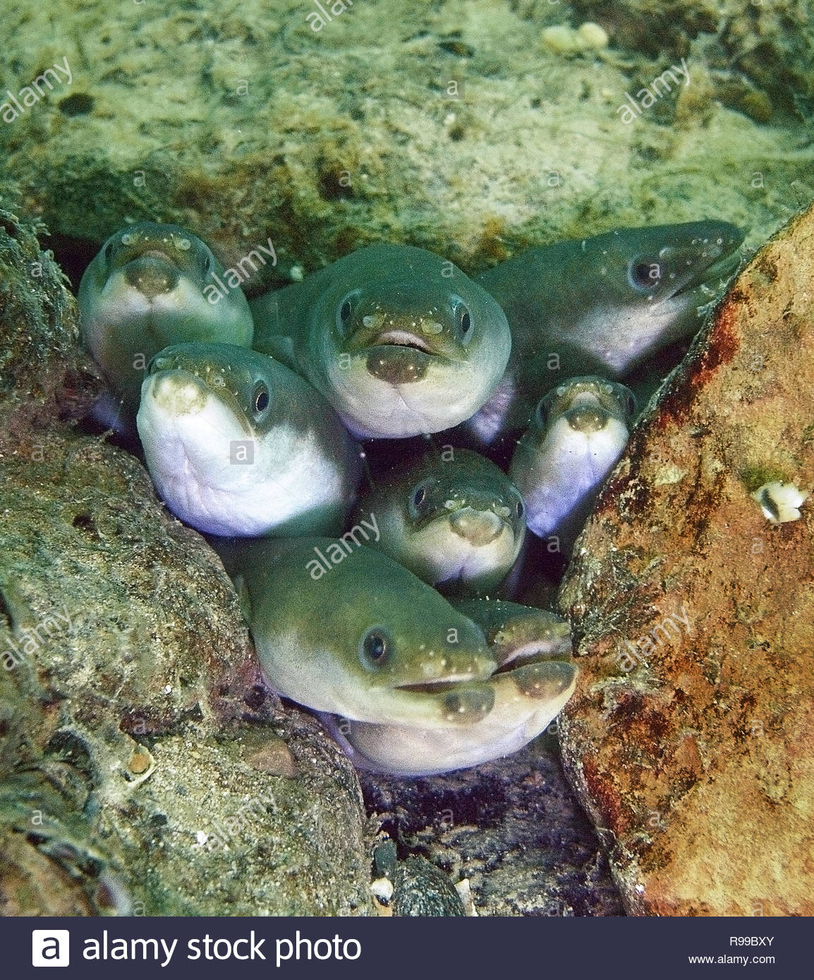 Freshwater Eels Stock Photos & Freshwater Eels Stock Images - Alamy