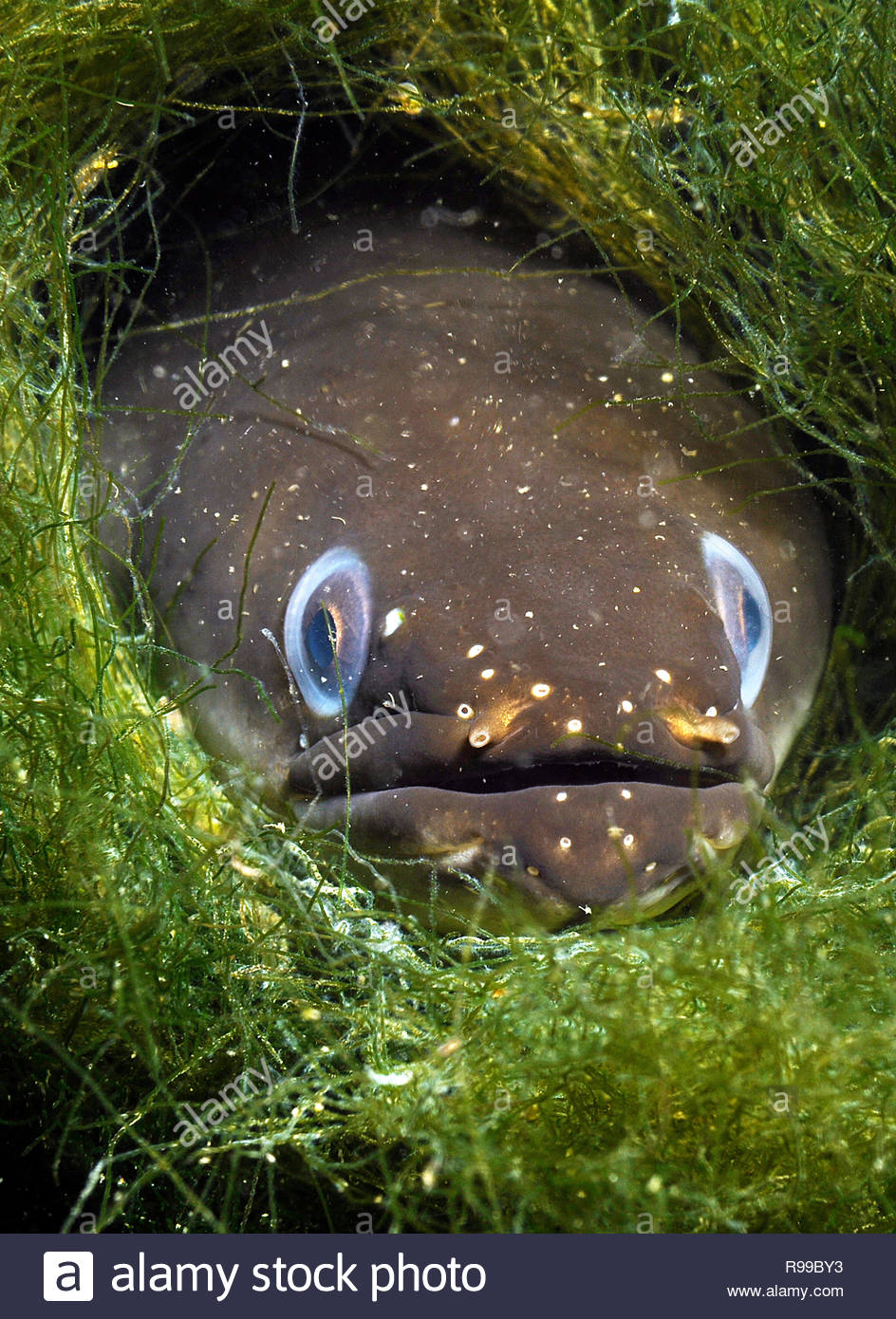 Freshwater Eel Stock Photos & Freshwater Eel Stock Images - Alamy