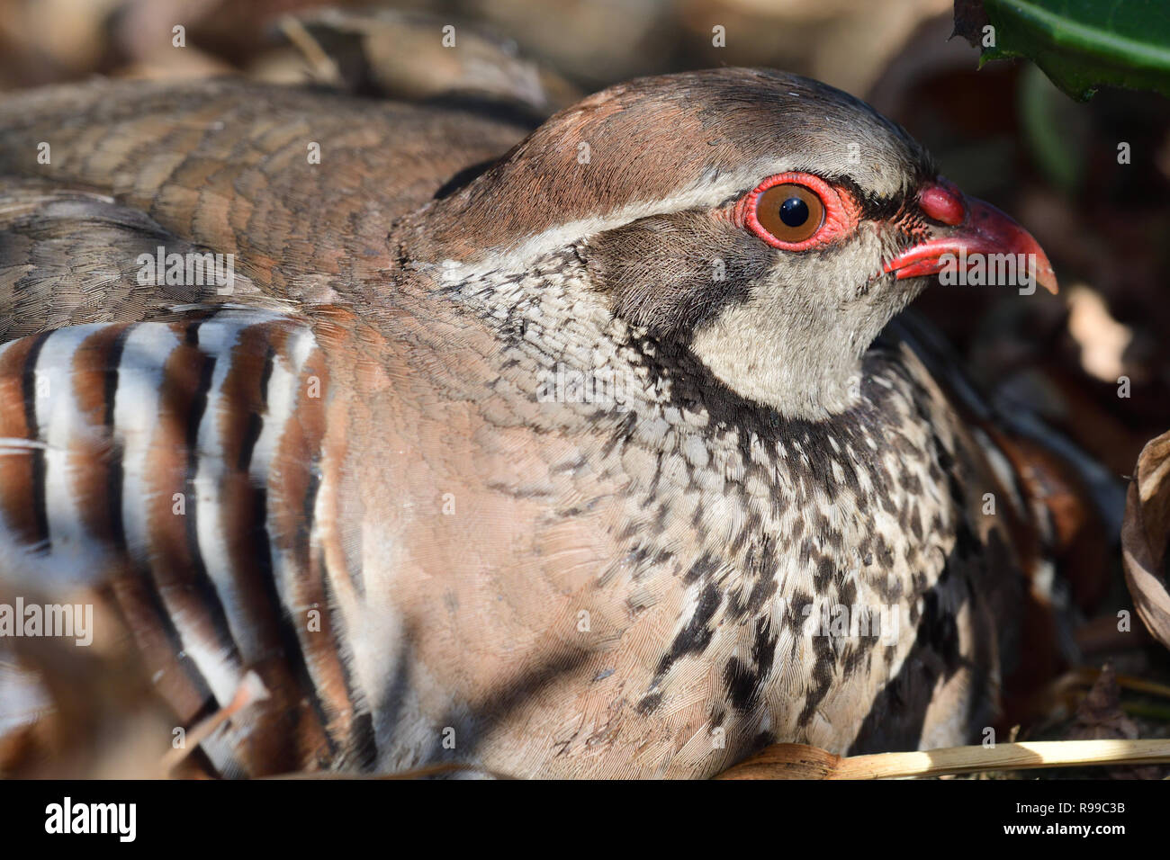 Close up portrait of a French partridge (alectoris rufa) sitting on the ...