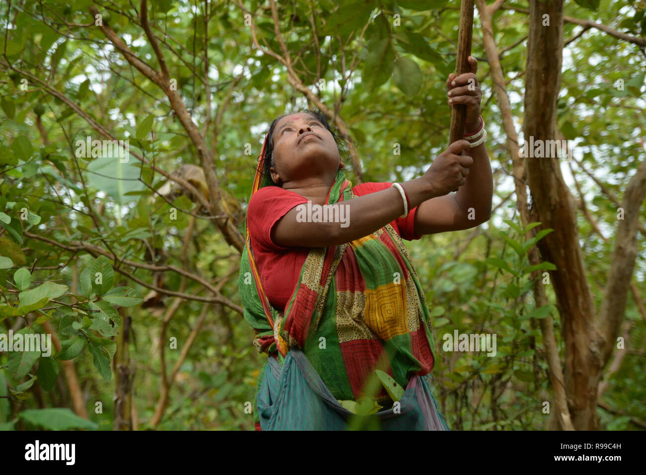 Floating garden in bangladesh hi-res stock photography and images - Alamy