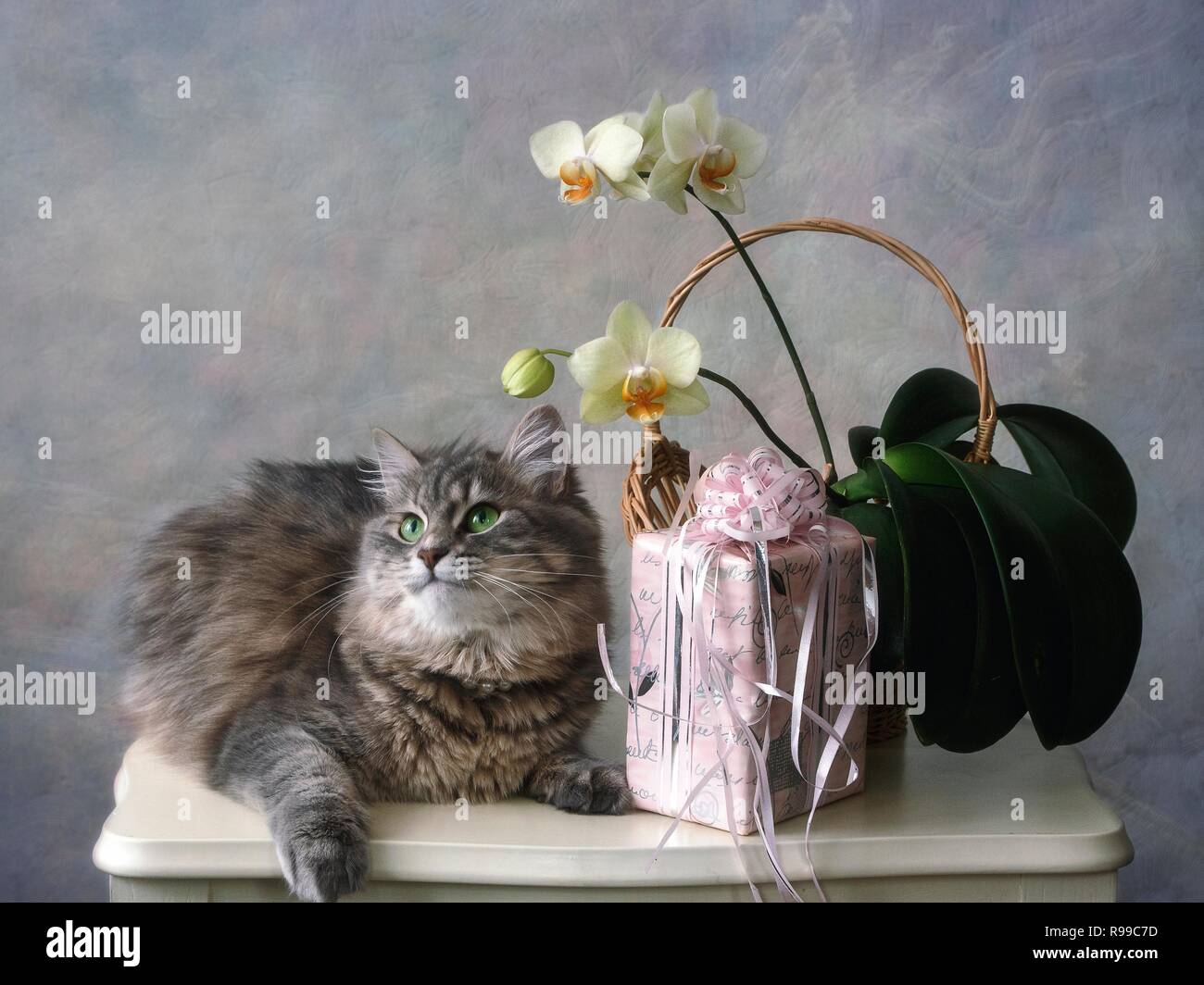 Still life with cats and orchid flower Stock Photo - Alamy