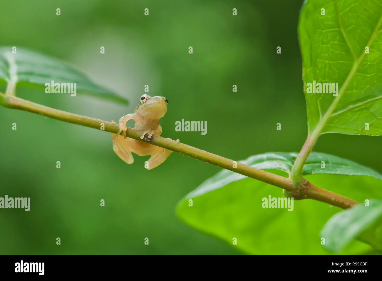 Spring Peeper Pseudacris Crucifer High Resolution Stock Photography and ...