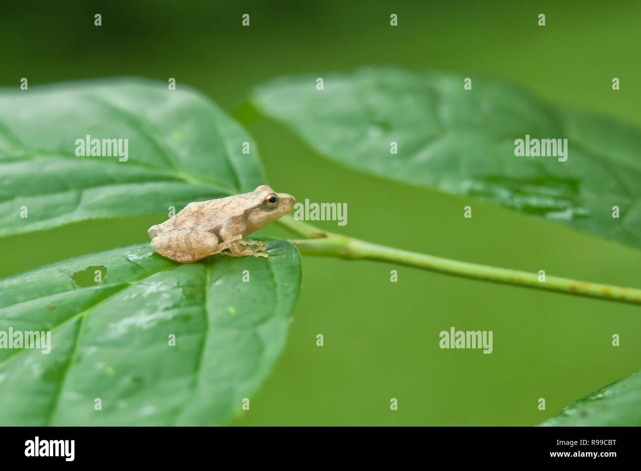 Spring Peeper Pseudacris Crucifer High Resolution Stock Photography and ...