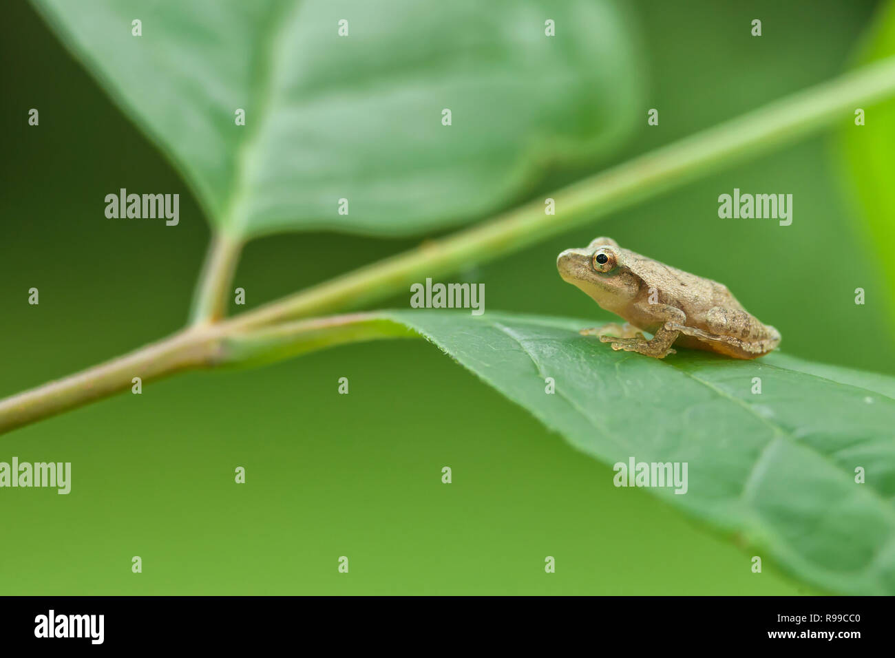 Spring Peeper Pseudacris Crucifer High Resolution Stock Photography and ...