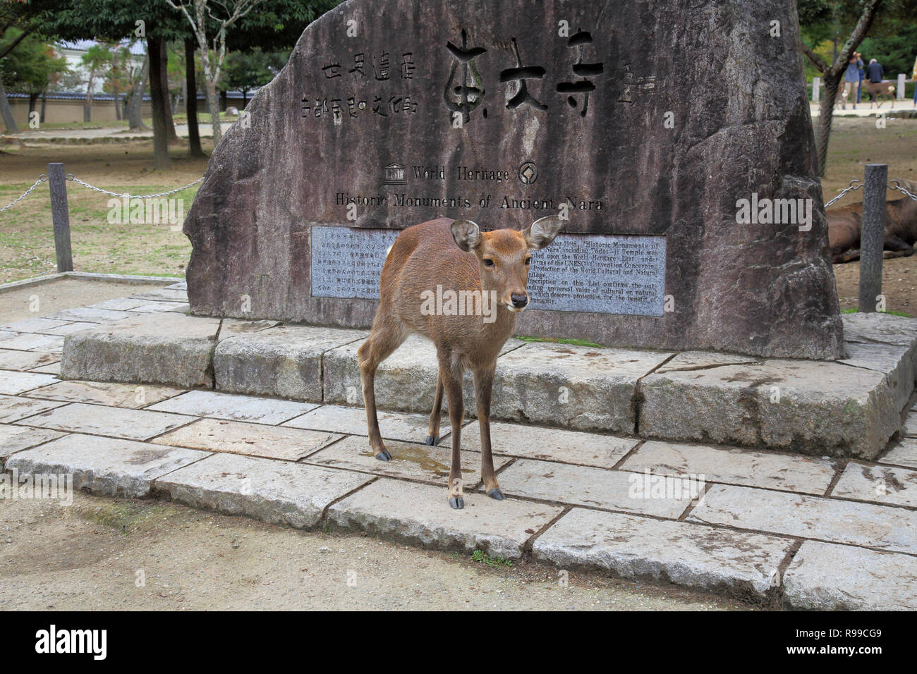 deer in nara park nara the old capital of japan honshu island Stock ...