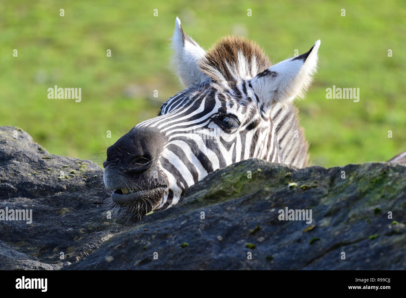 Head shot of a zebra resting it's head on a rock Stock Photo - Alamy