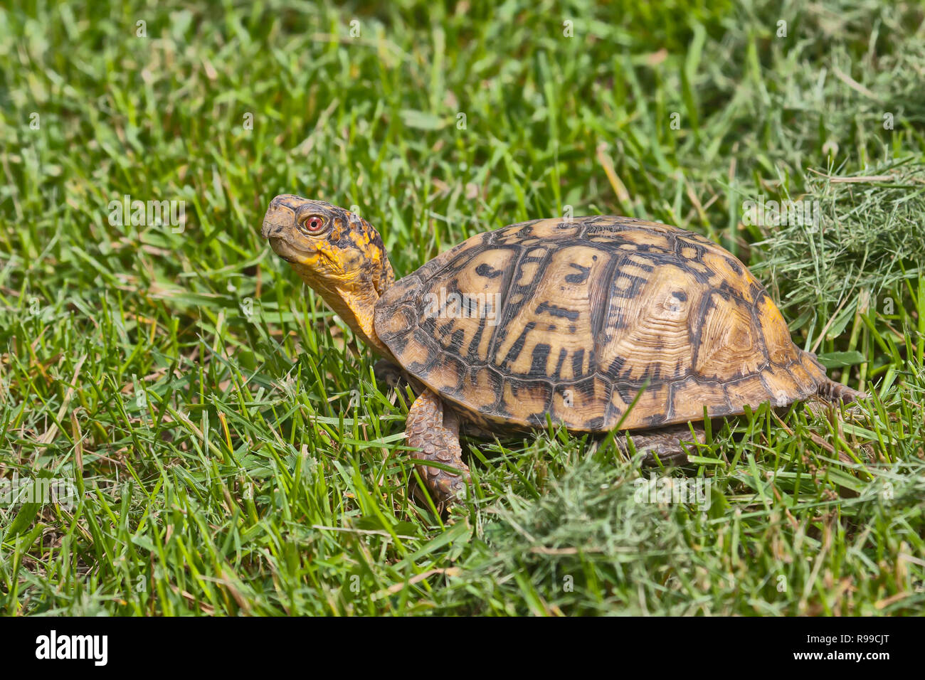 Carolina Box Turtle High Resolution Stock Photography and Images - Alamy