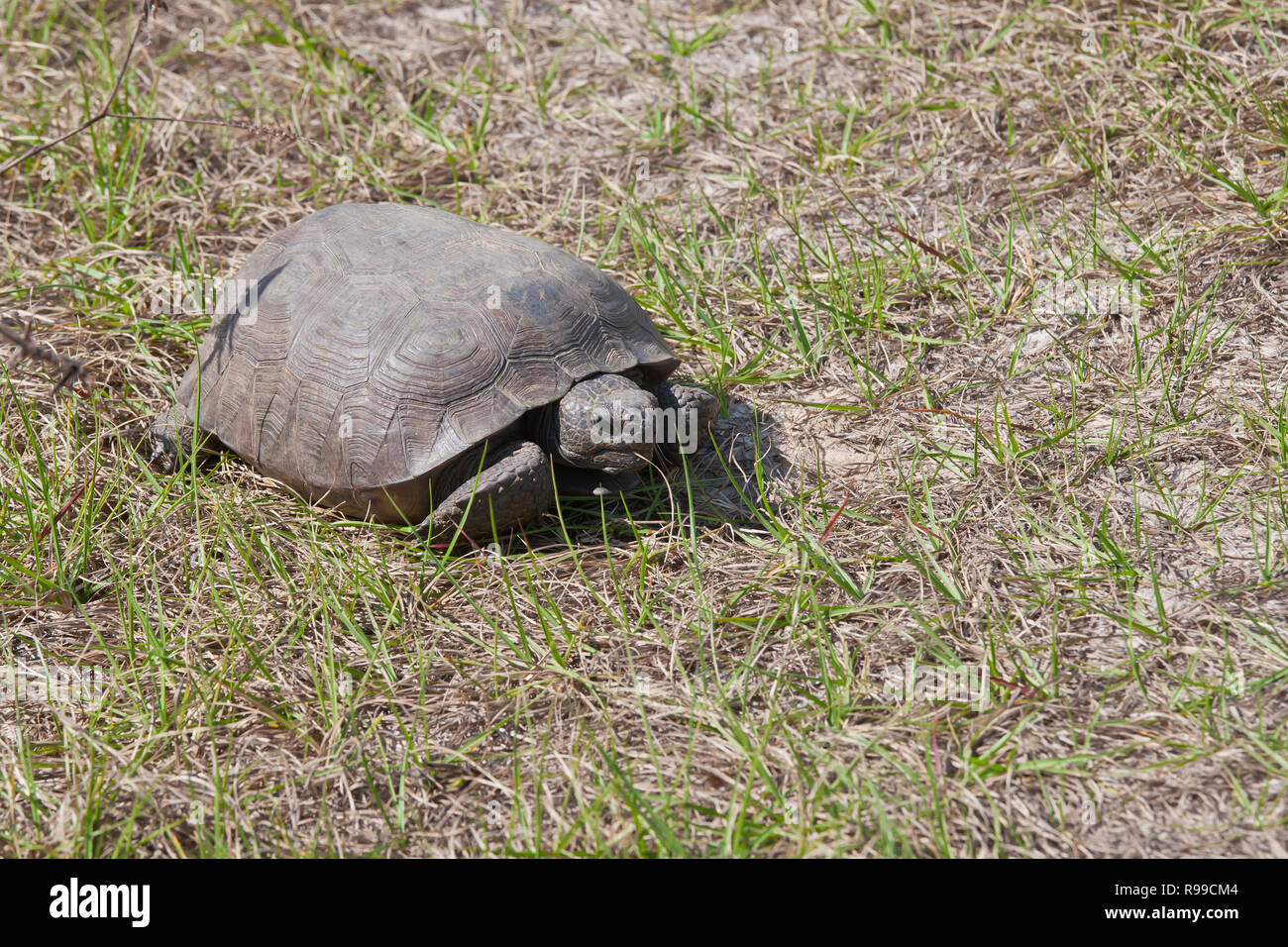 Gofer High Resolution Stock Photography and Images - Alamy