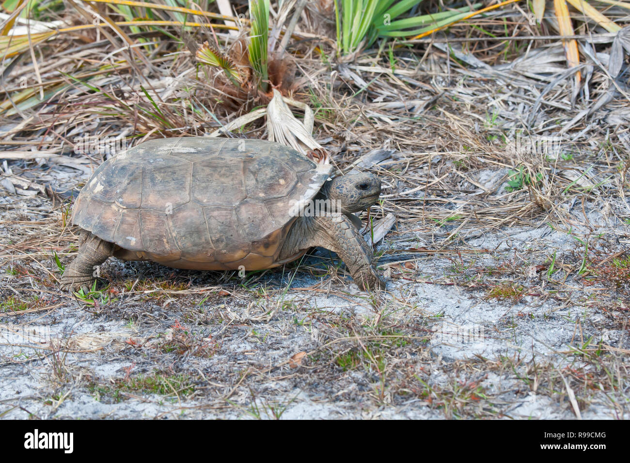 Gofer High Resolution Stock Photography and Images - Alamy