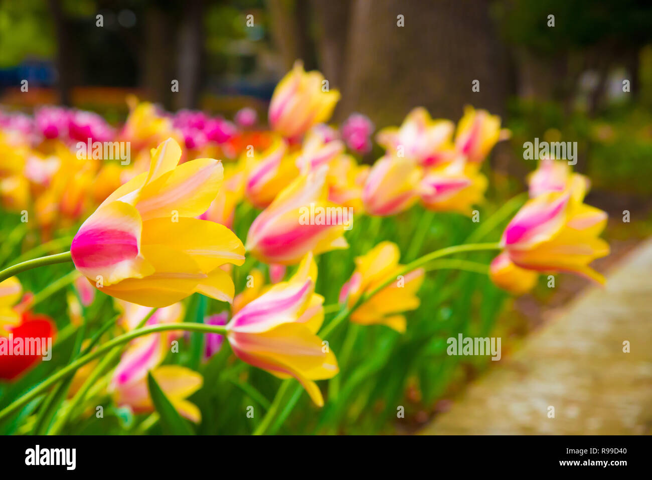 Tulips in Tokyo, Japan. Tokyo is one of the important cities in Japan ...