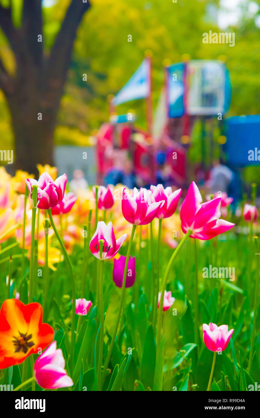 Tulips in Tokyo, Japan. Tokyo is one of the important cities in Japan ...