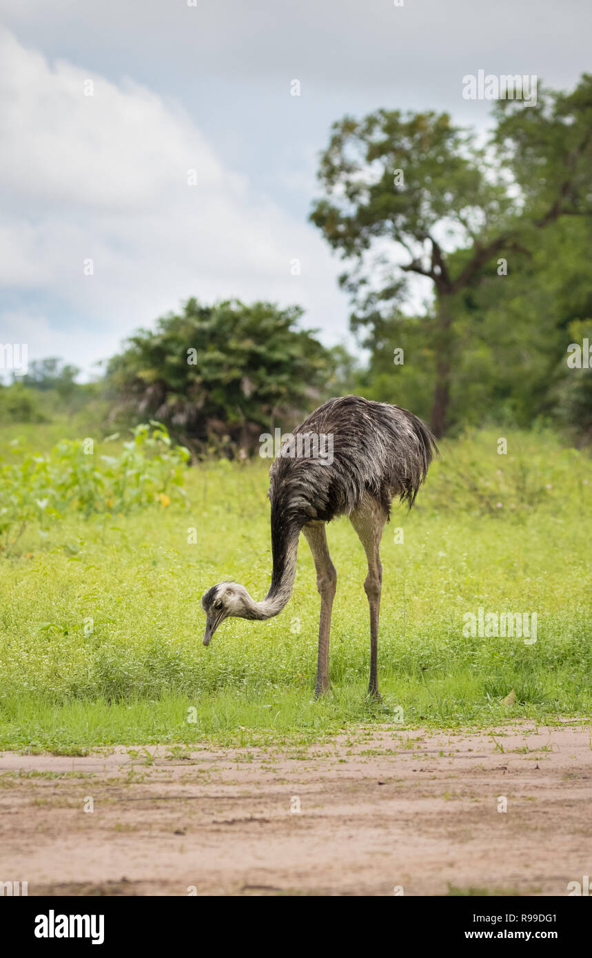 Greater rhea in Pantanal Stock Photo - Alamy