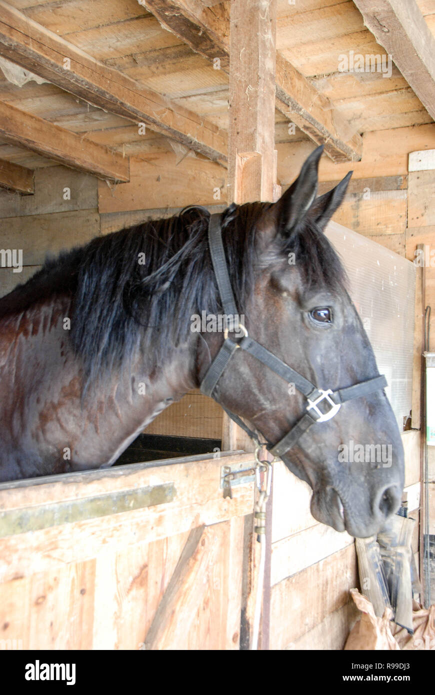 Profile of the head of a horse in the stable Stock Photo - Alamy