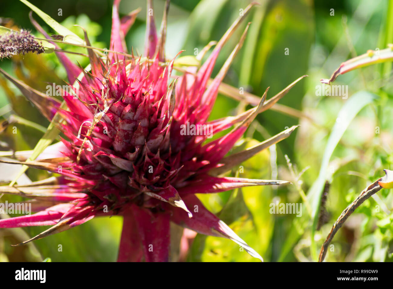 Sharp Edges Plant Stock Photos & Sharp Edges Plant Stock Images - Alamy