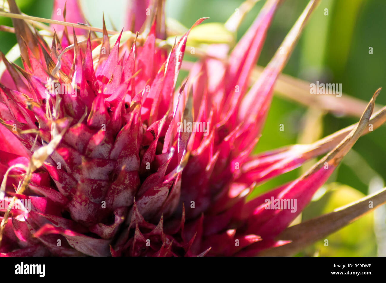 closeup shot of a spiky flower Stock Photo - Alamy