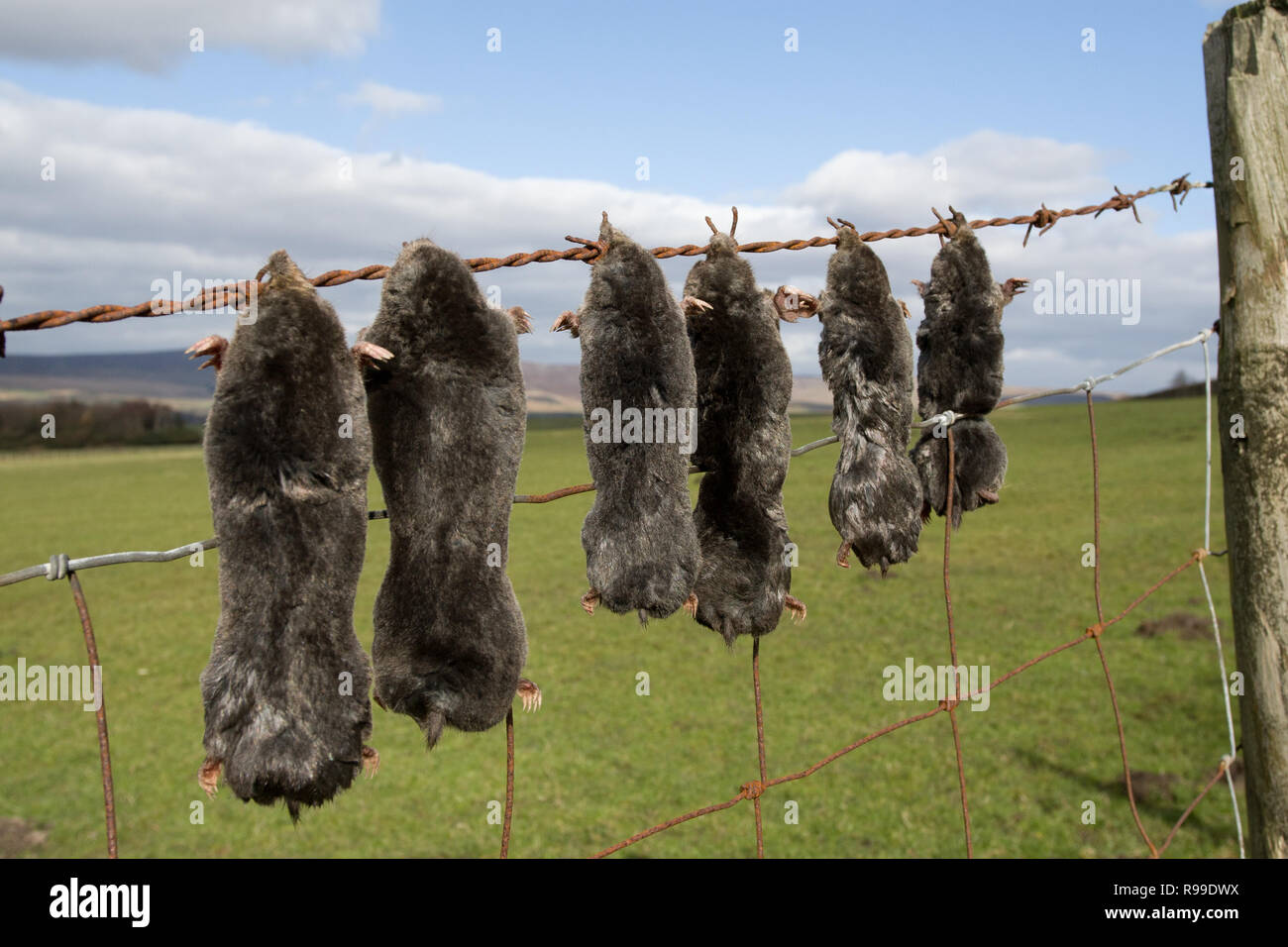 Dead moles mole catcher hi-res stock photography and images - Alamy