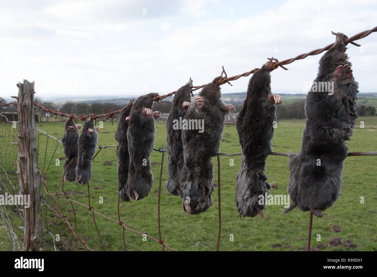 Hanging mole hi-res stock photography and images - Alamy