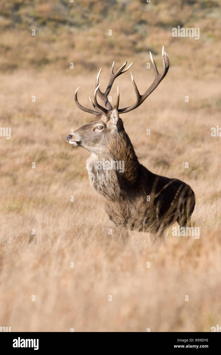 Red Deer, Cervus elaphus, UK Stock Photo - Alamy
