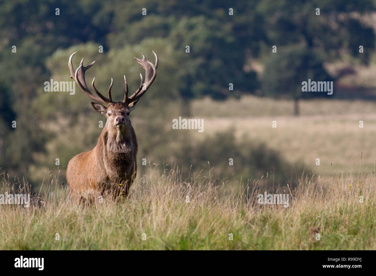 Deer stalking uk hi-res stock photography and images - Alamy