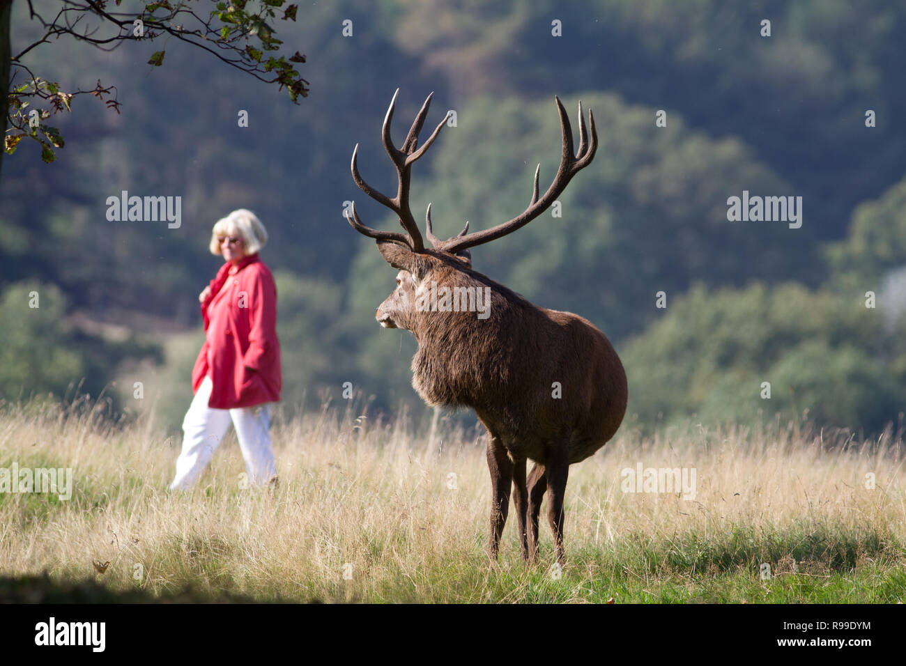Woman watching deer hi-res stock photography and images - Alamy