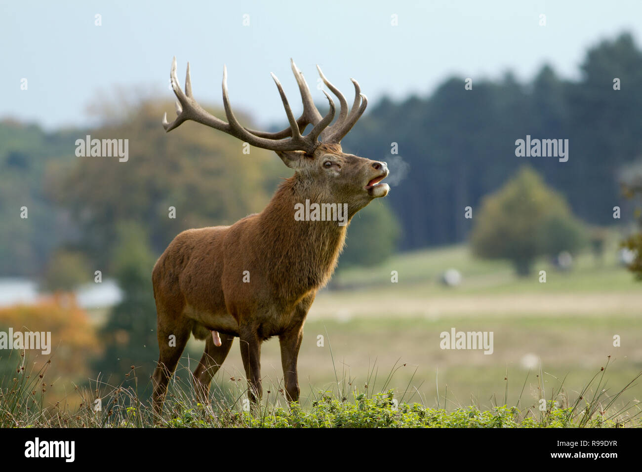 Red Deer, Cervus elaphus, UK Stock Photo - Alamy