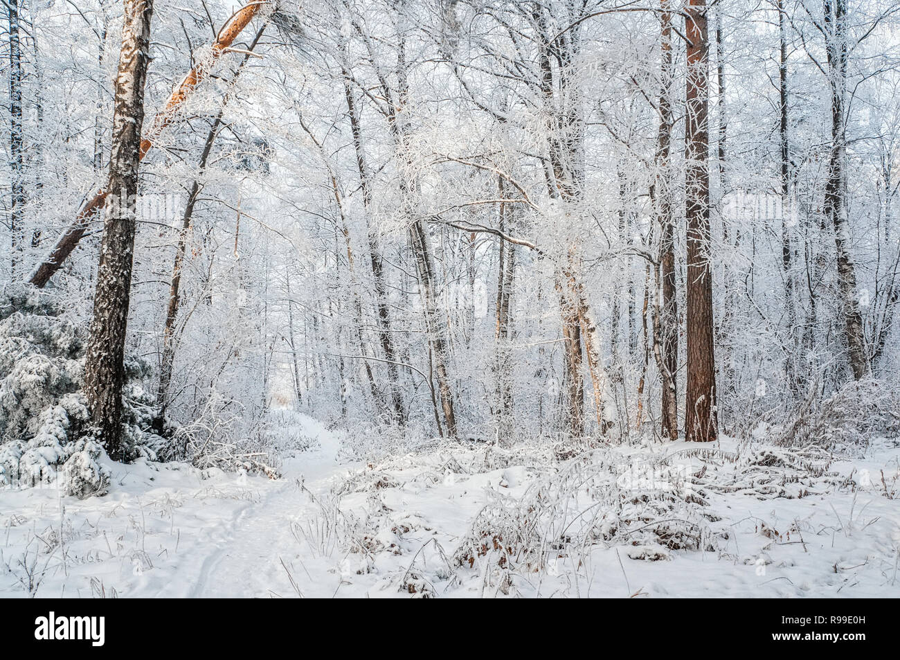 Winter Christmas scenic background with copy space. Snow landscape with ...