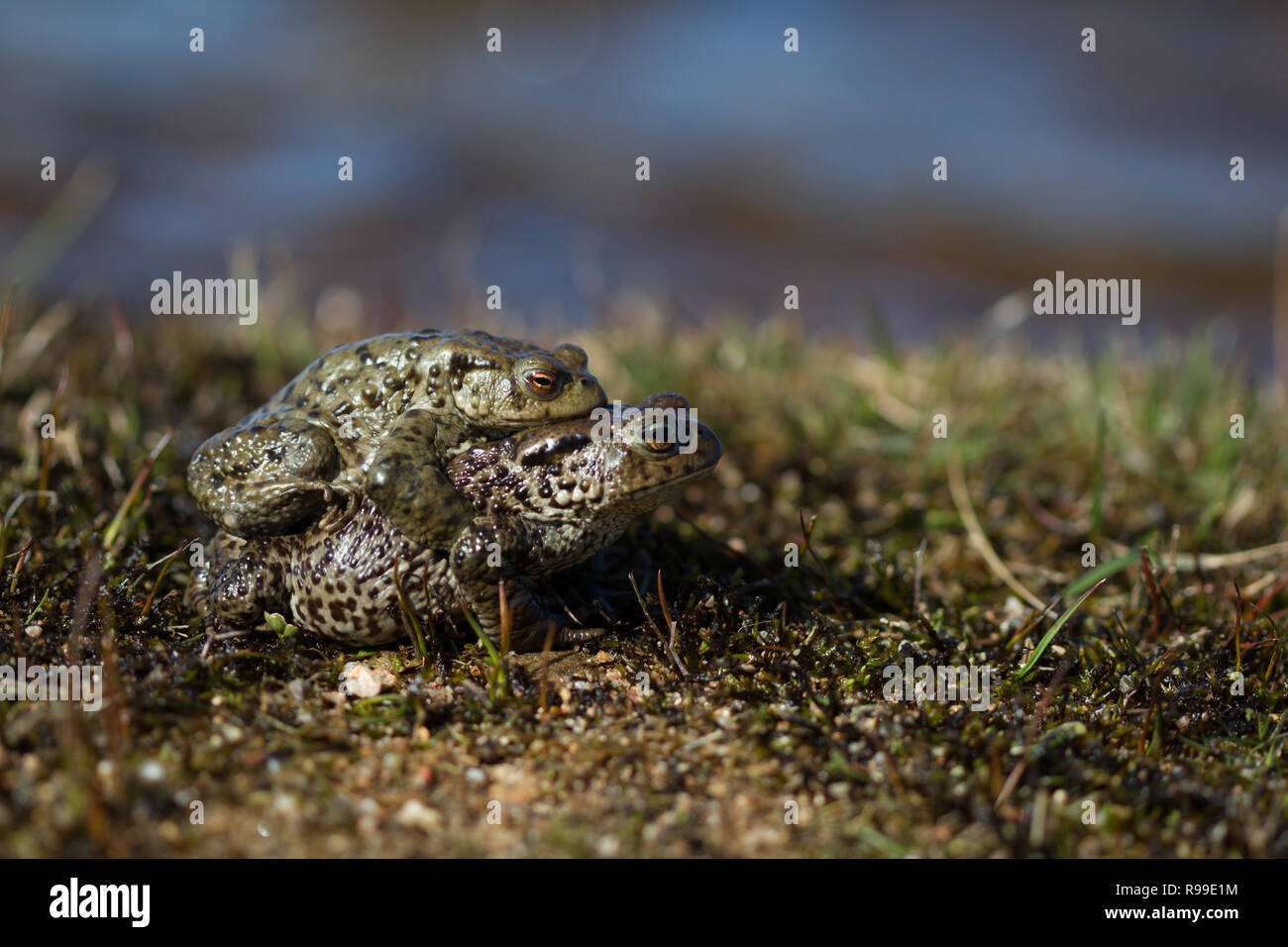 Pair of Common Toad, Bufo bufo, mating, Scotland Stock Photo - Alamy