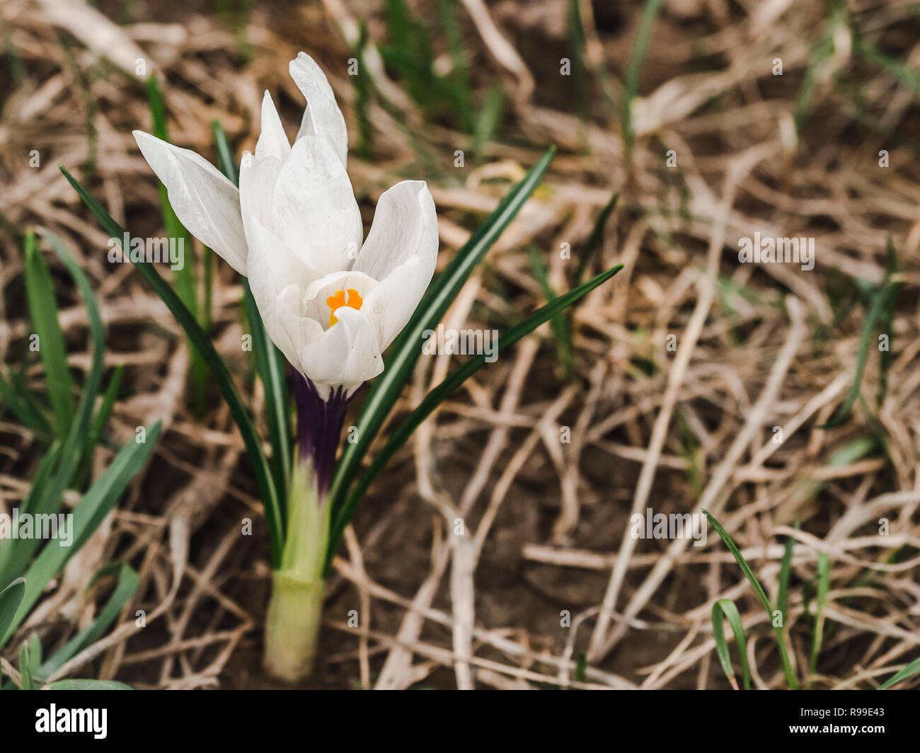 Early, spring crocus flowers on the background of last year's grass ...