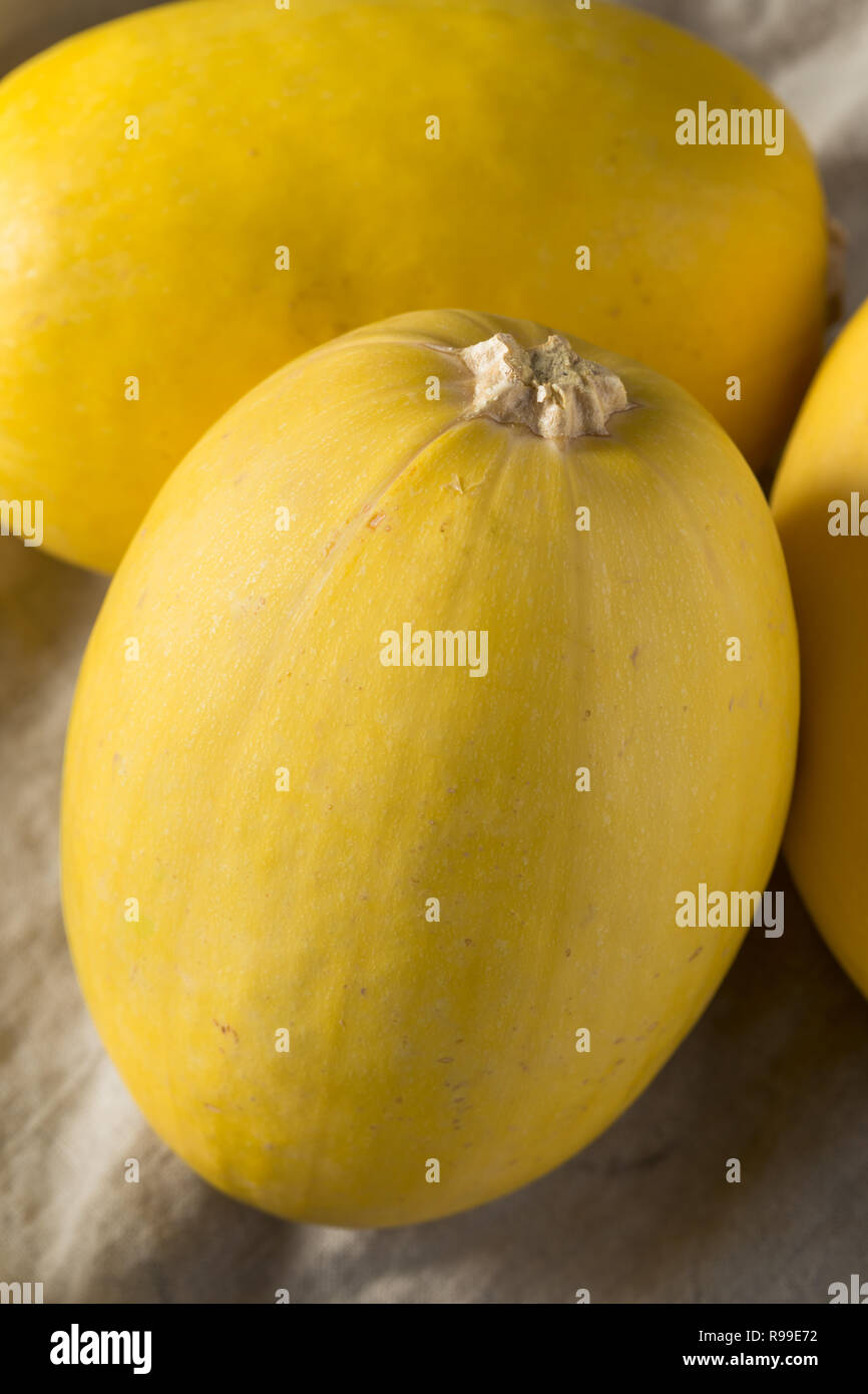 Raw Organic Yellow Spaghetti Winter Squash Ready to Cook Stock Photo ...