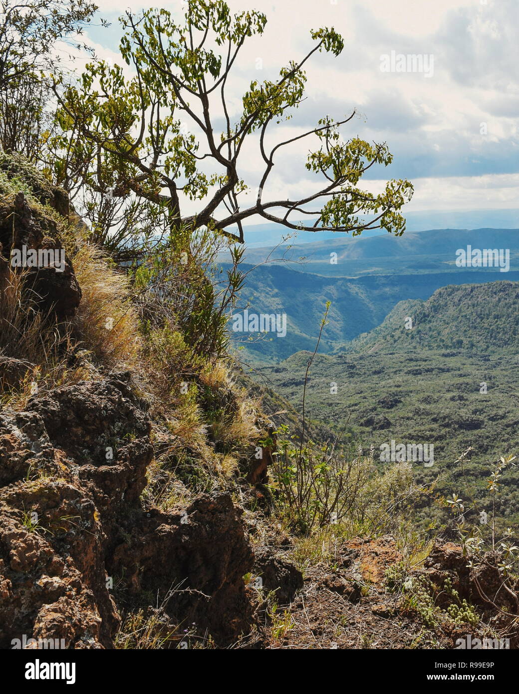 Tree against the volcanic crater on Mount Suswa, Rift Valley, Kenya ...