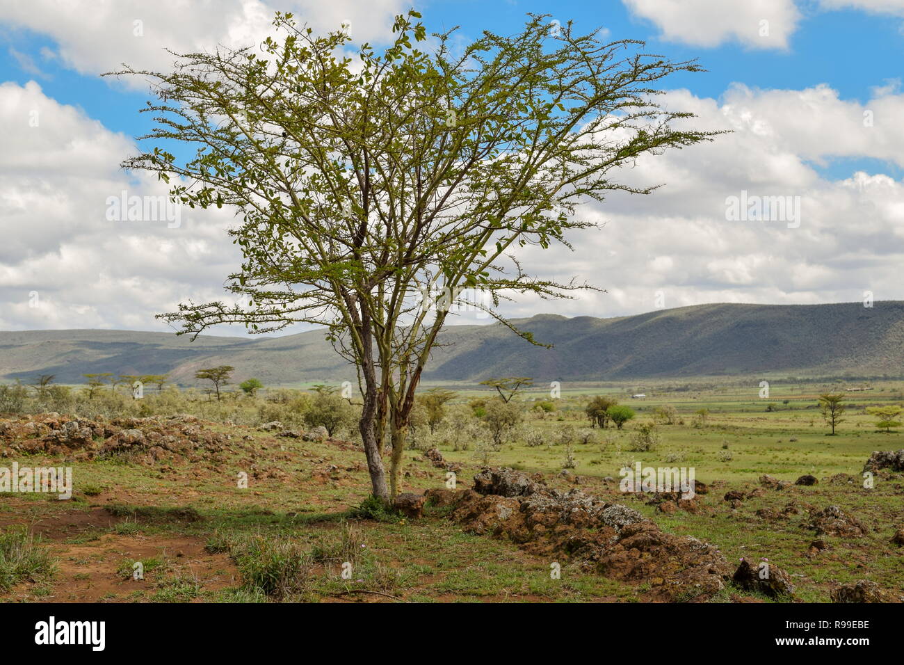 An acacia tree against the background of Mount Suswa, Rift Valley ...