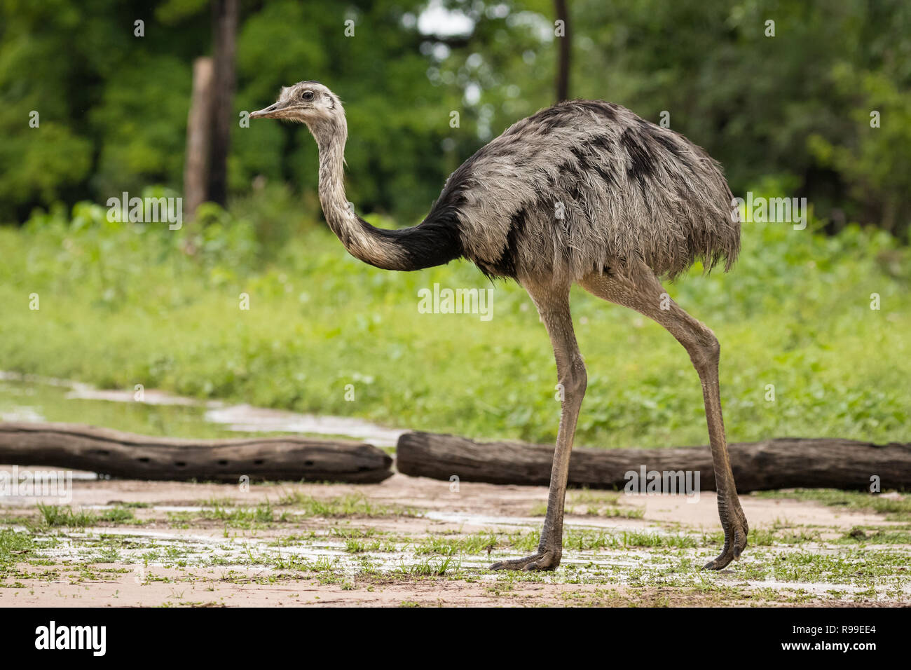 Greater rhea in Pantanal Stock Photo - Alamy