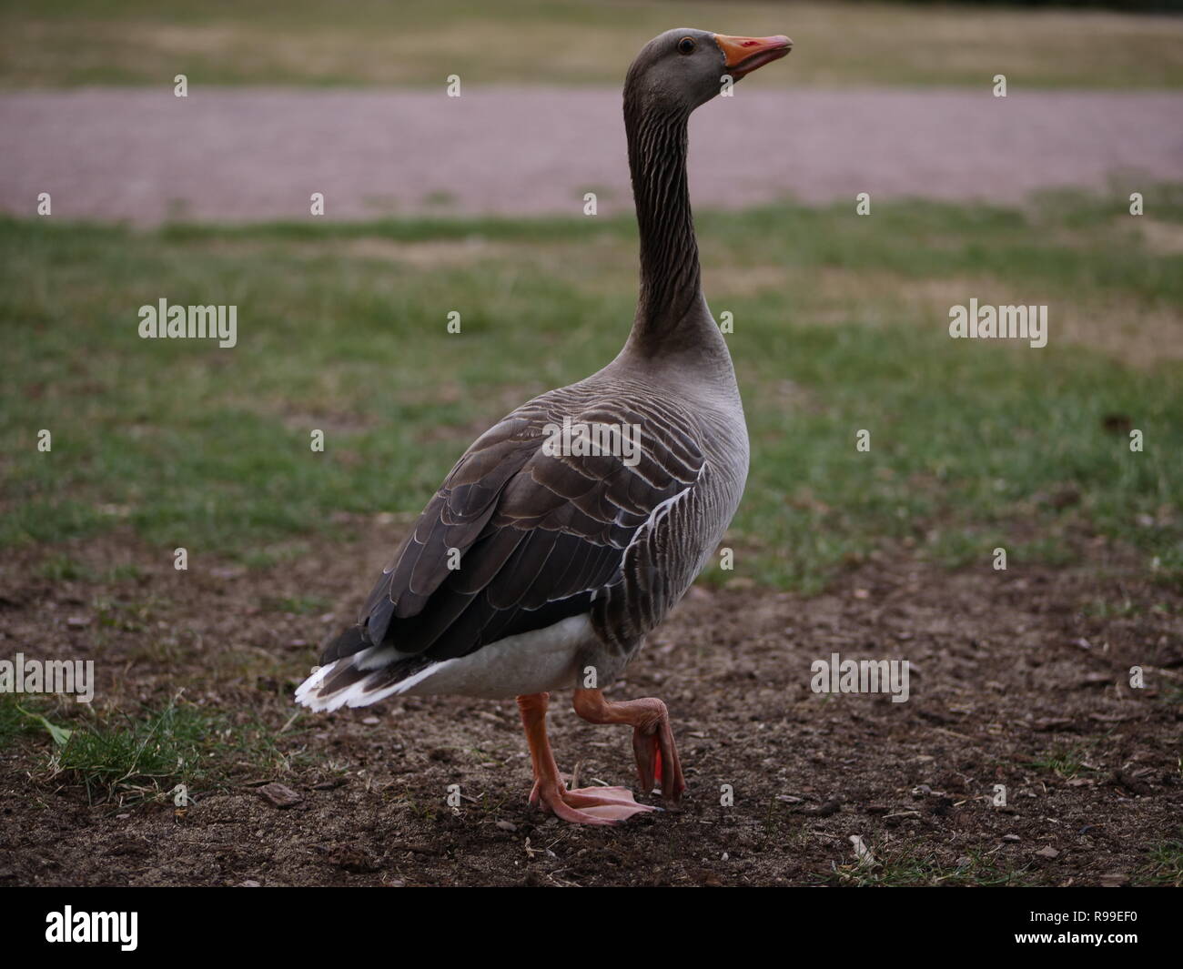a wild grey goose Stock Photo - Alamy