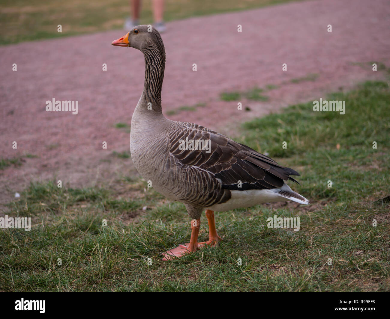 a wild grey goose Stock Photo - Alamy