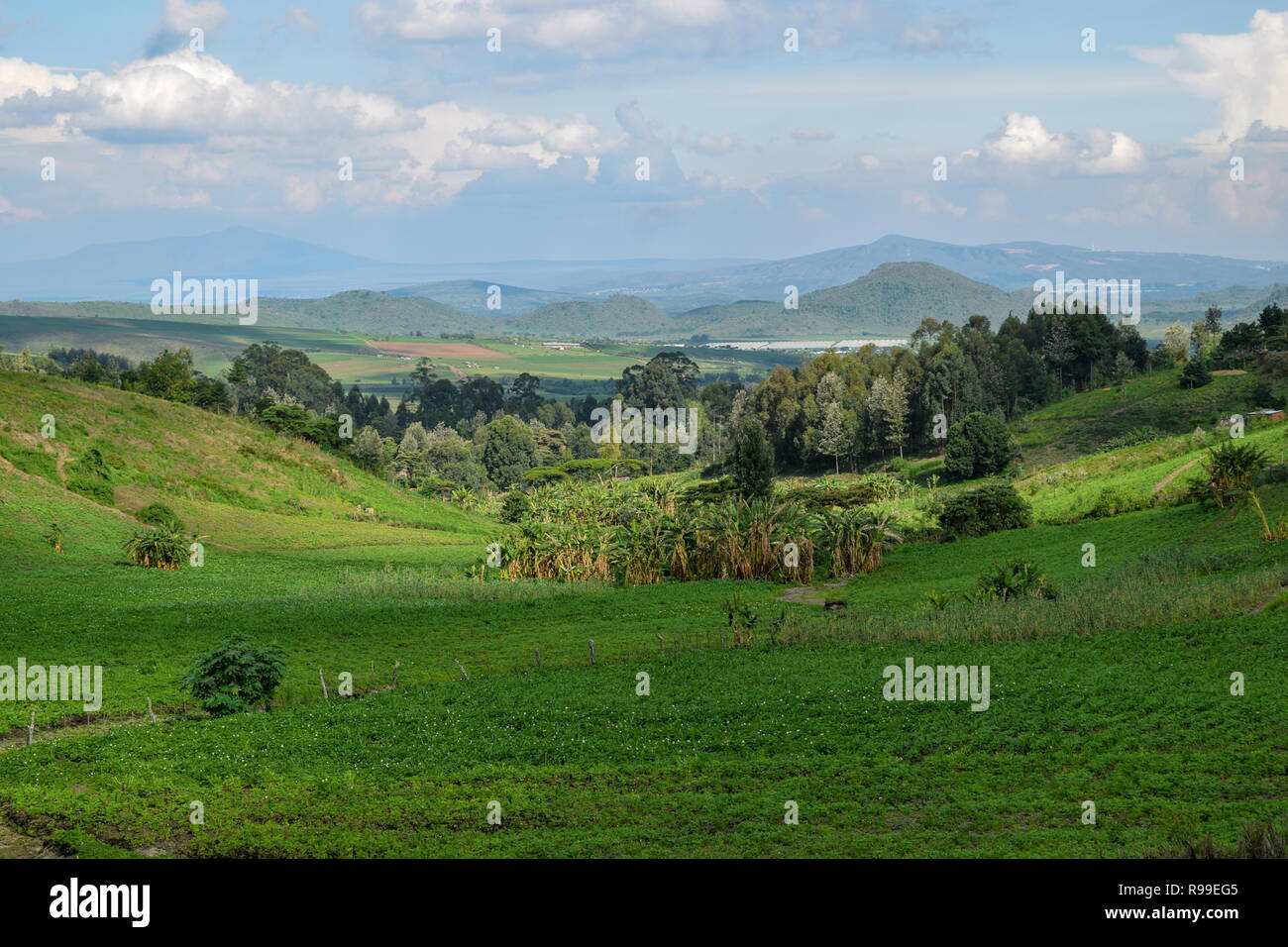 Eburru forest hi-res stock photography and images - Alamy