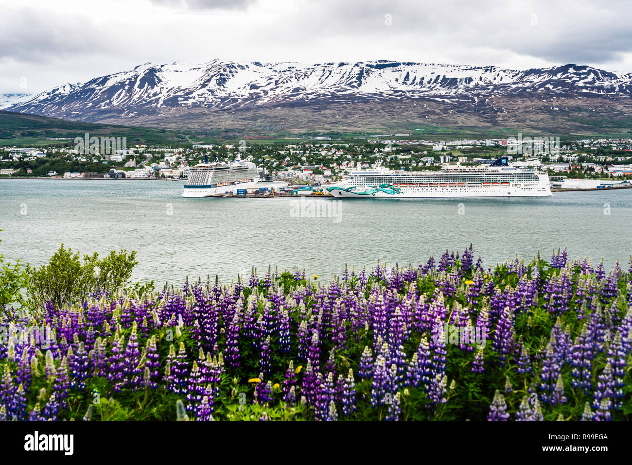 A view of cruise ships in port with wildflowers near Akureyri, Iceland ...