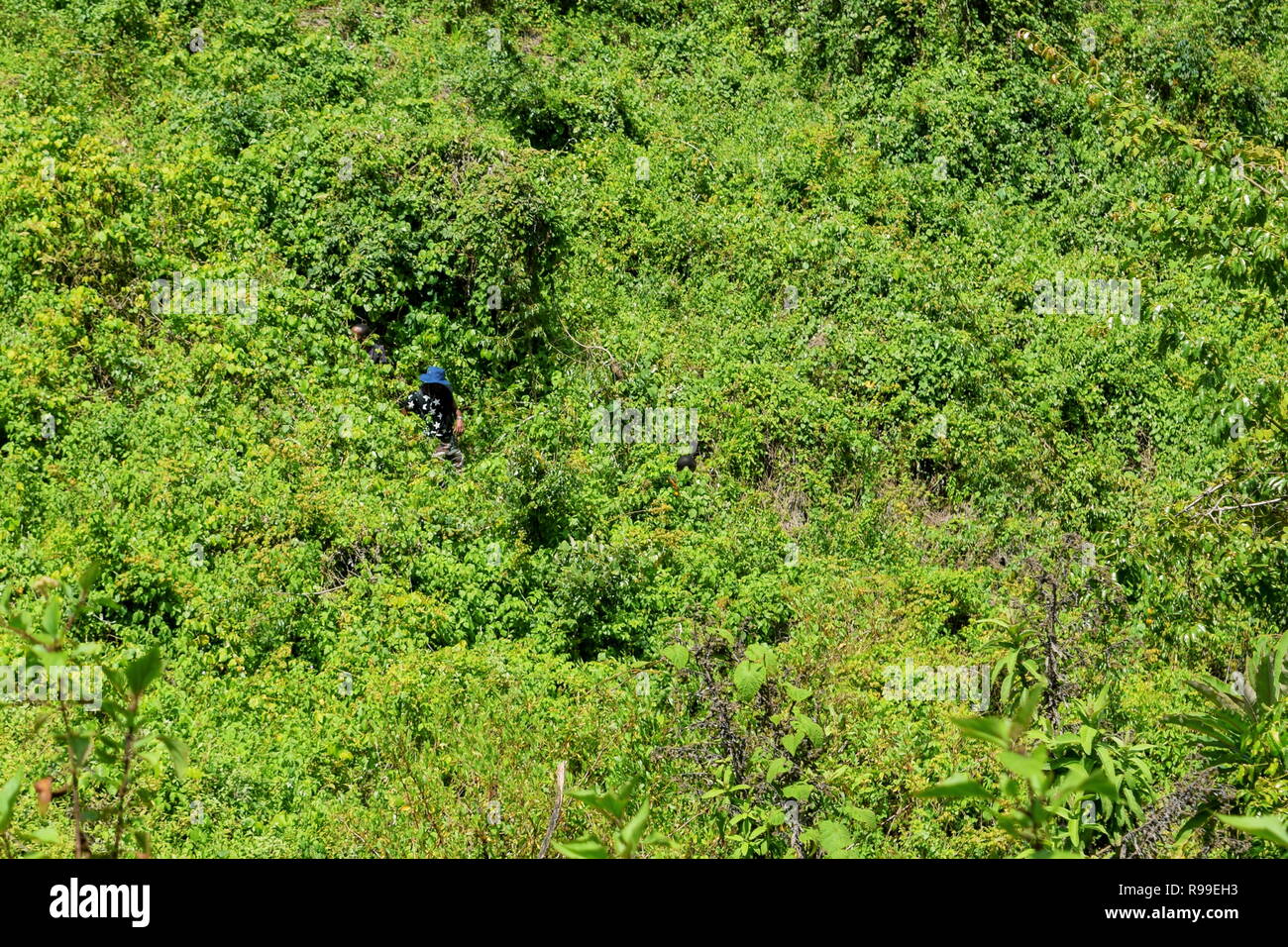 Eburru forest hi-res stock photography and images - Alamy