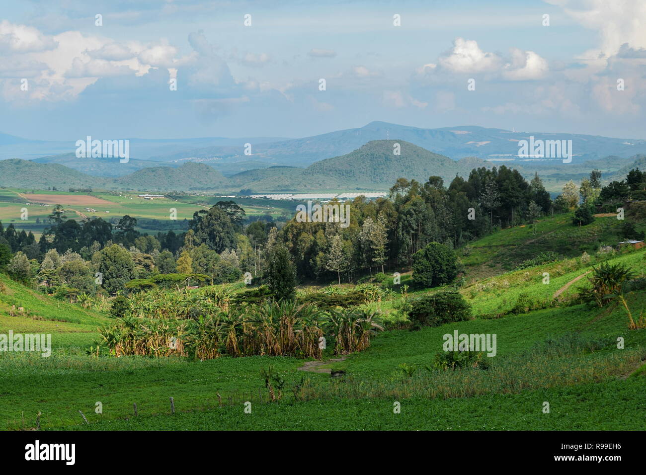 Eburru forest hi-res stock photography and images - Alamy