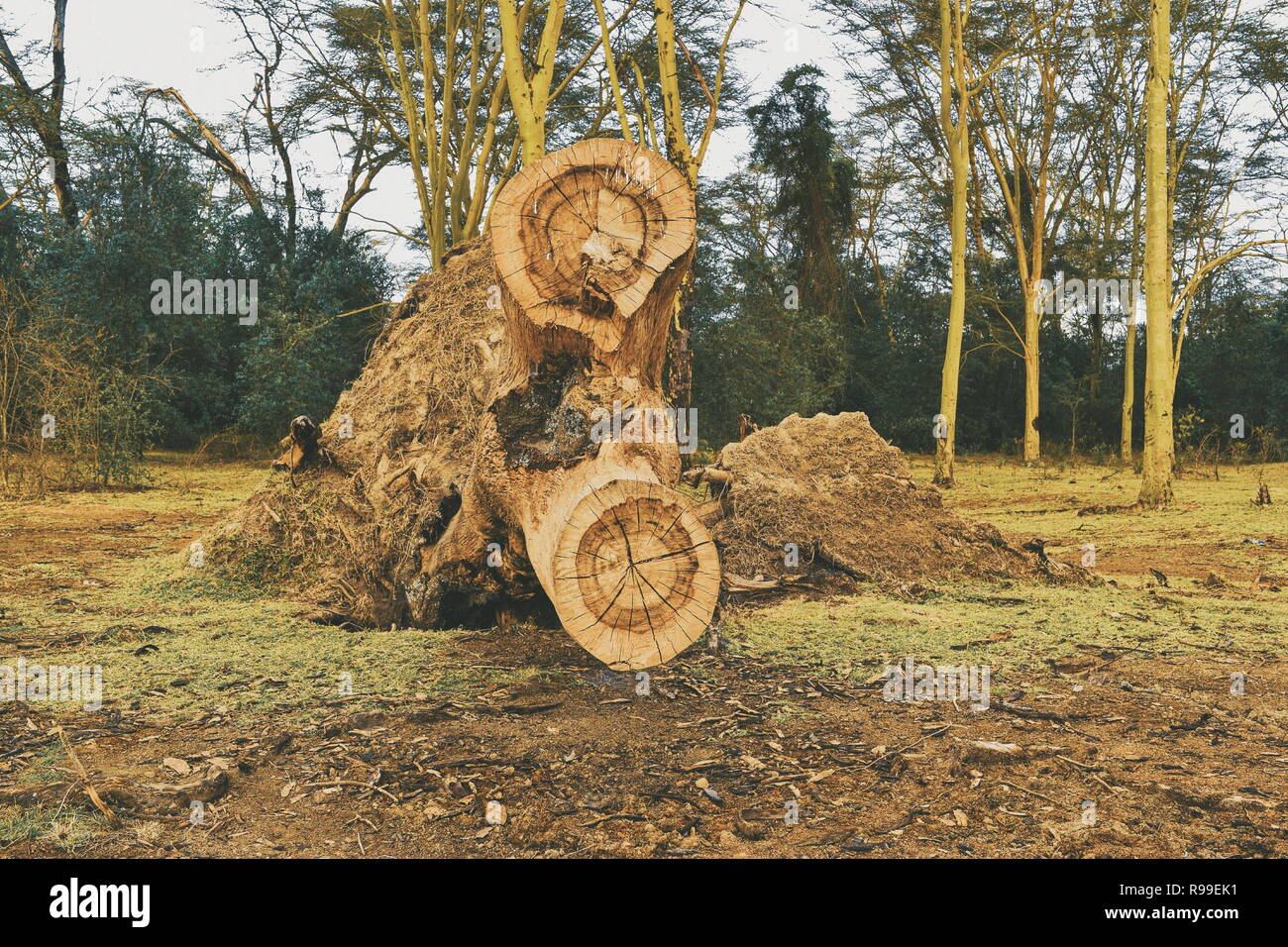 Tree stumps from cut down trees at Lake Elementaita, Rift Valley, Kenya ...