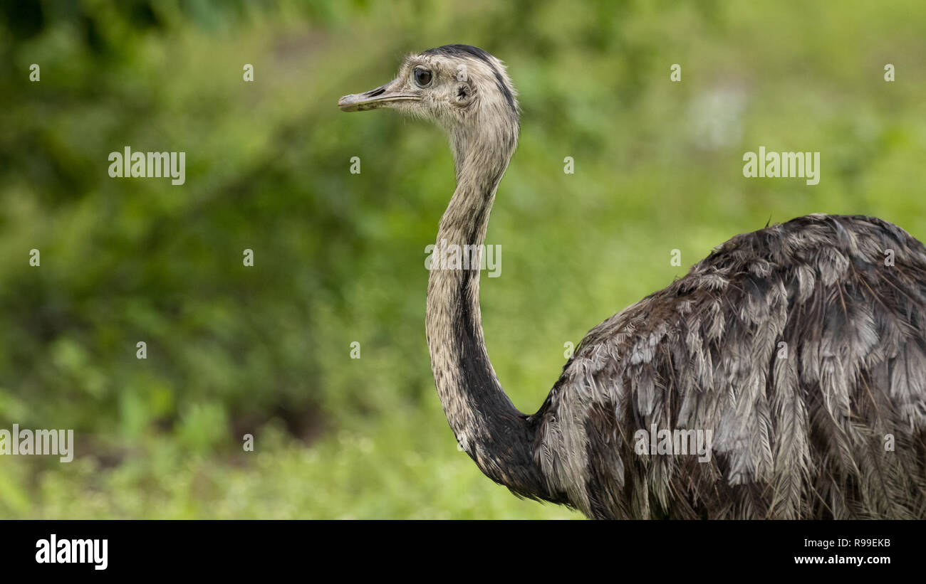 Greater rhea in Pantanal Stock Photo - Alamy
