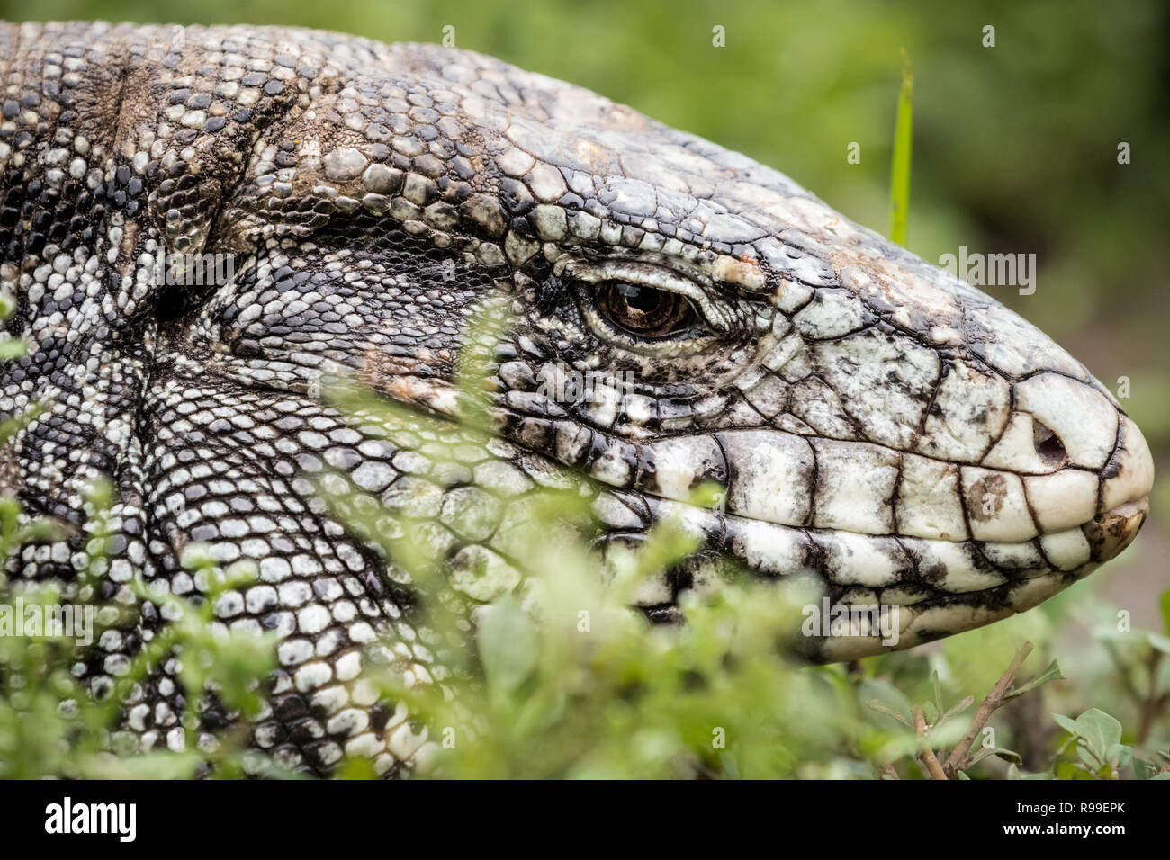 Tegus hi-res stock photography and images - Alamy