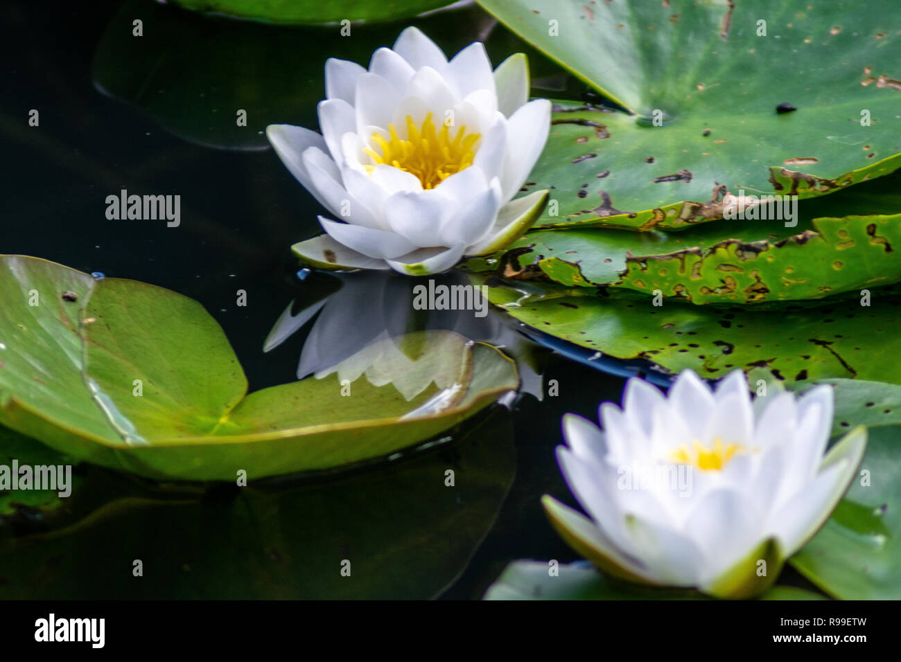 Beautiful water lilies hi-res stock photography and images - Alamy