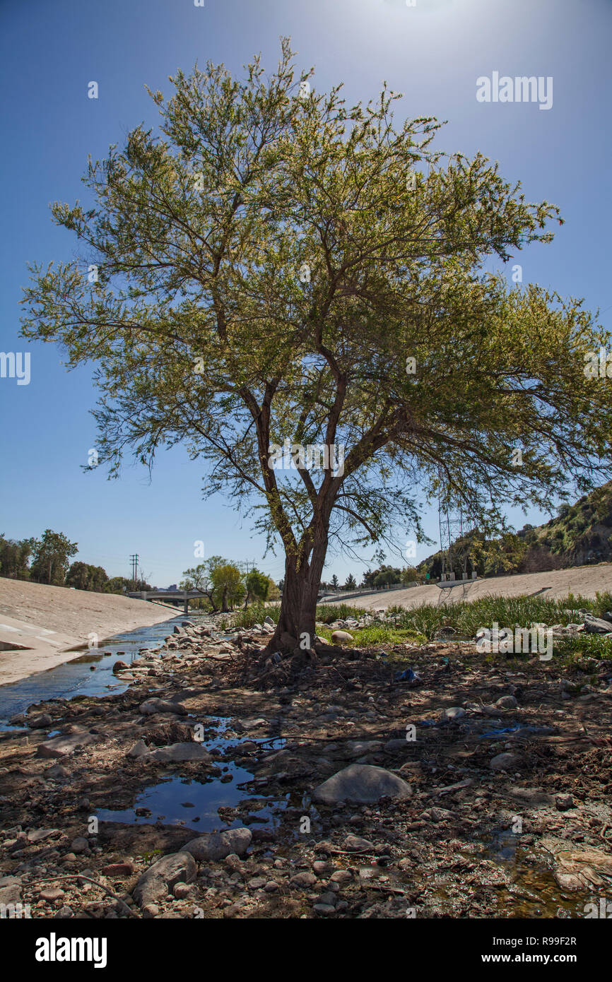 Tree grows in the Los Angeles River, Glendale Narrows, Los Angeles ...