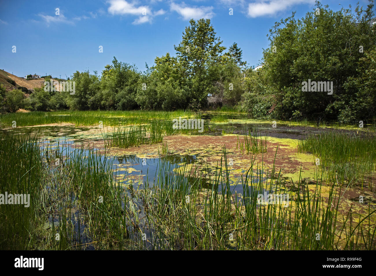 Algae bloom california hi-res stock photography and images - Alamy