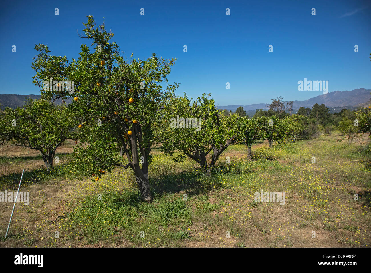 Orange grove california hi-res stock photography and images - Alamy
