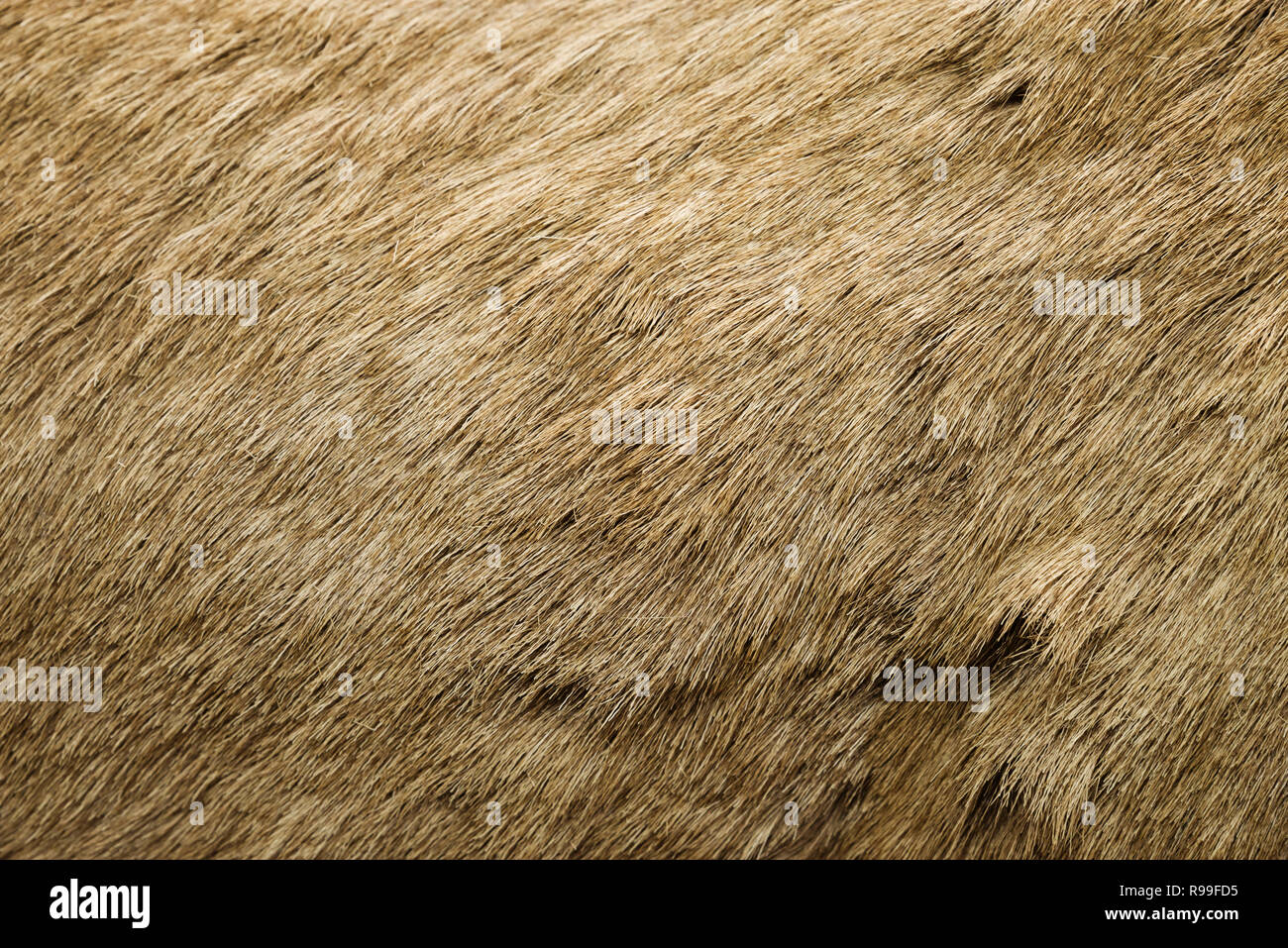 Coarse hair hi-res stock photography and images - Alamy