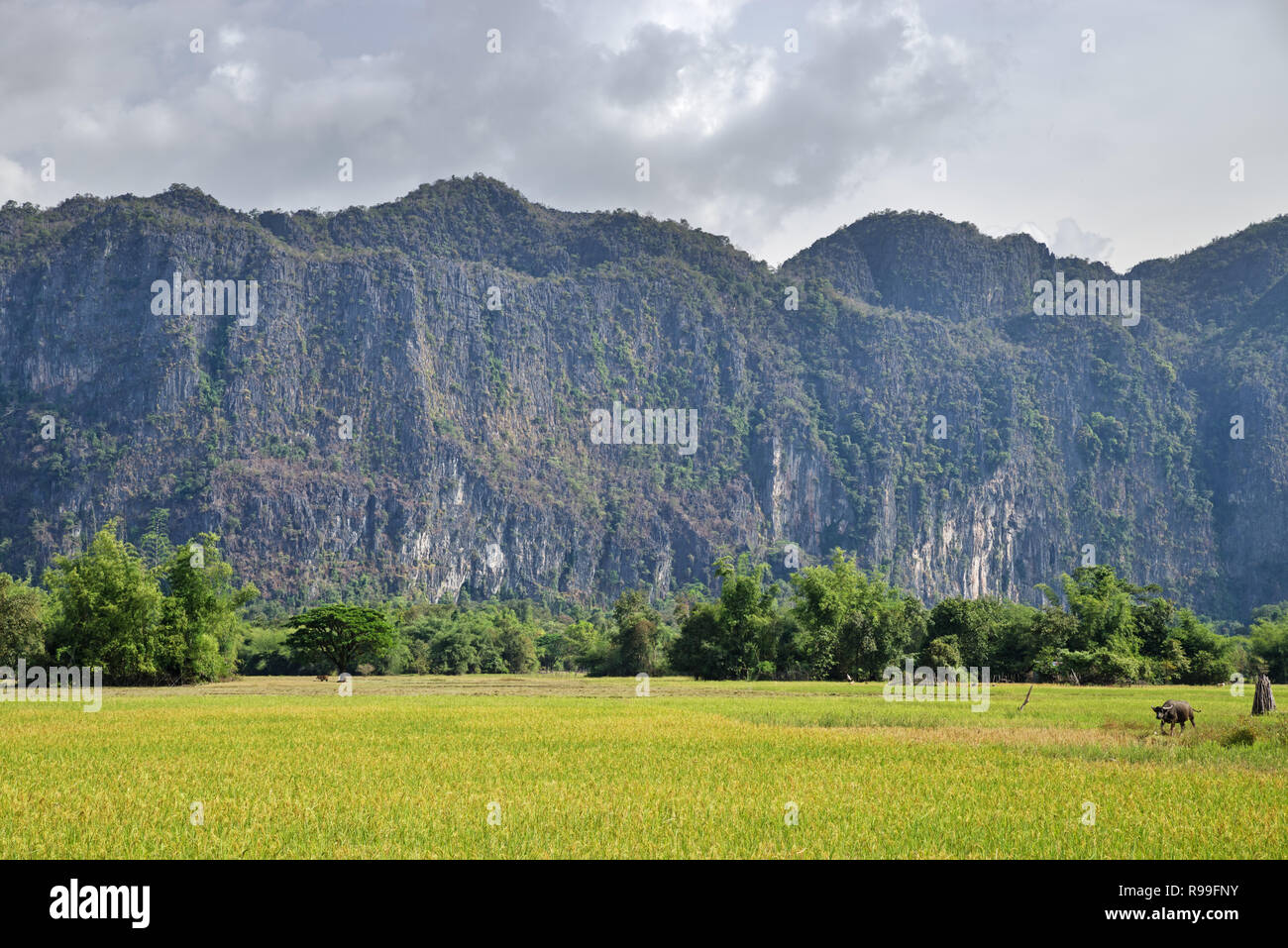 Laos country landscape with rice fields and distant limestone karst ...
