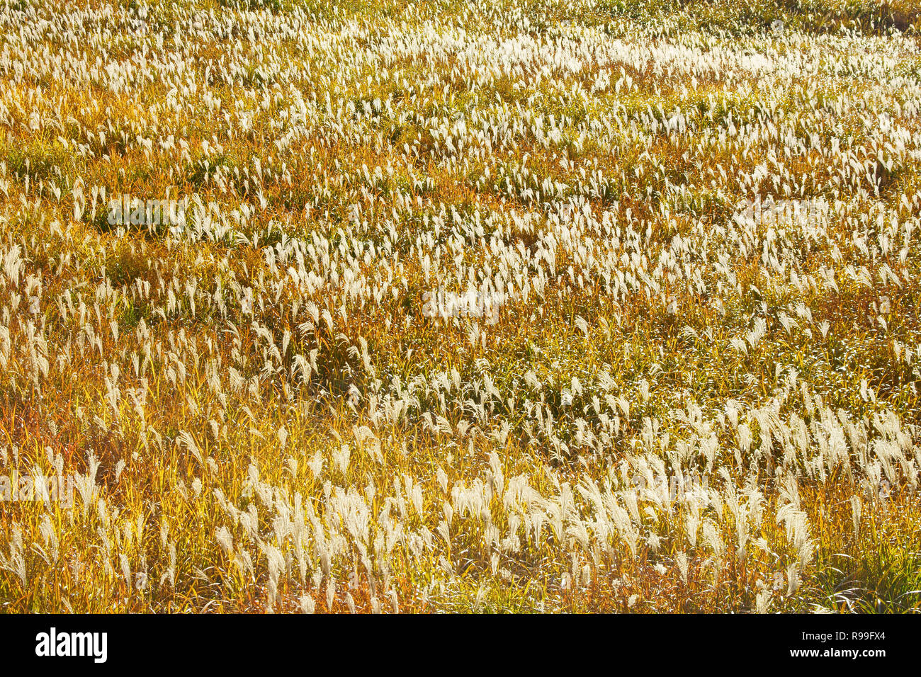 Field of Japanese Grass (Miscanthus Sinensis Stock Photo - Alamy