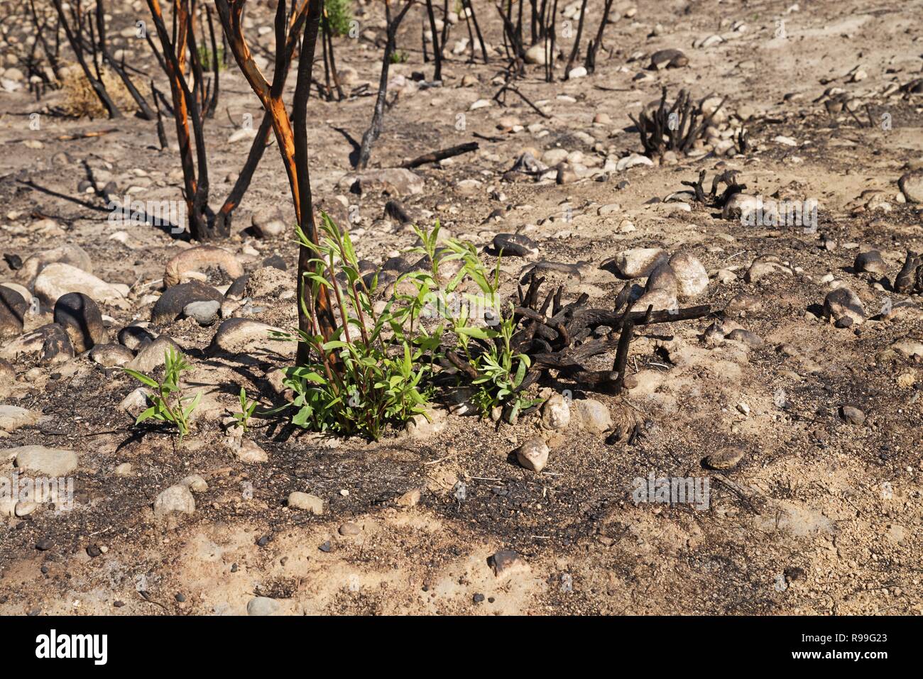 regrowth of willow trees after a wildfire Stock Photo - Alamy